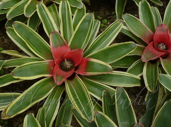 Neoregelia carolinae - Blushing Bromeliad